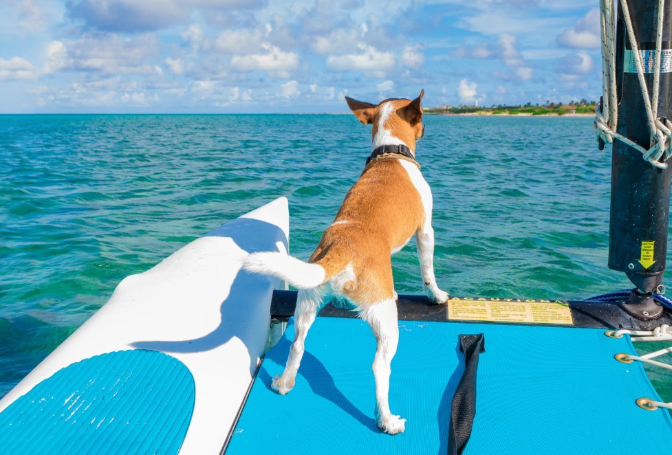 Pup’s Welcome: Aruba Invites Pet Parents and their Dogs to Experience ...